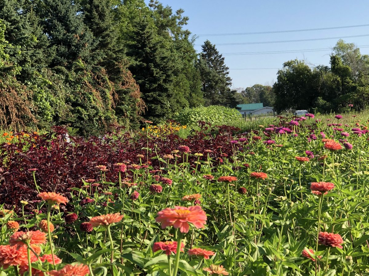 Bluewater Flower Farm: A Unique and Immersive Experience in Haldimand ...