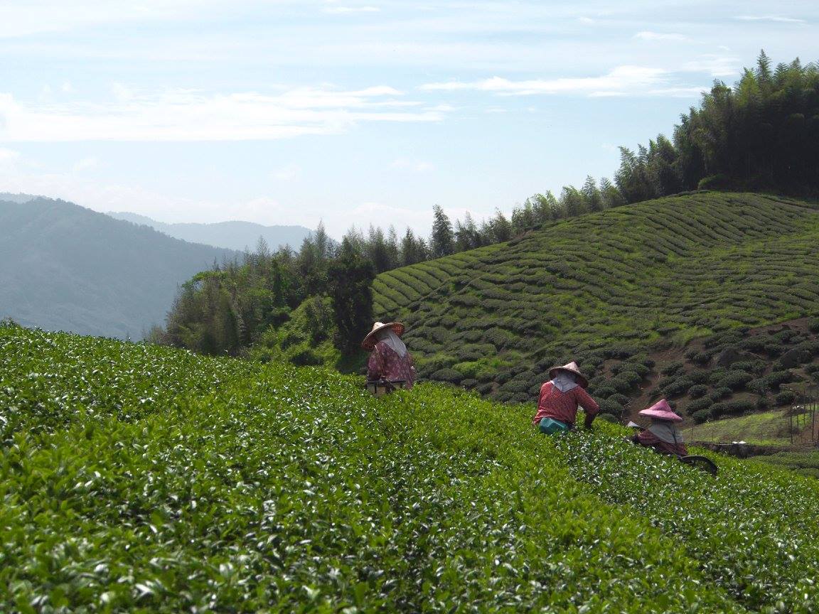Steeping in the Right Direction: Chimney & Tea's Digital Transformation ...